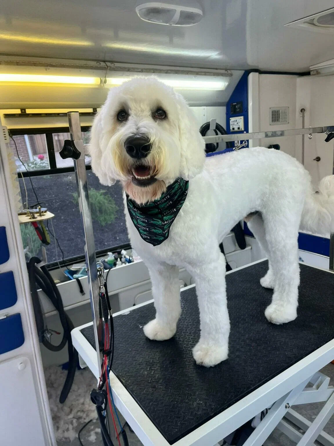 Dog Grooming Full Service | Golden Bubble Mobile